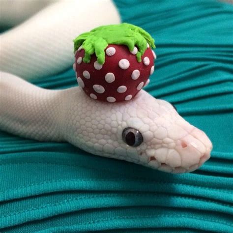 Strawberry Snek Scrolller