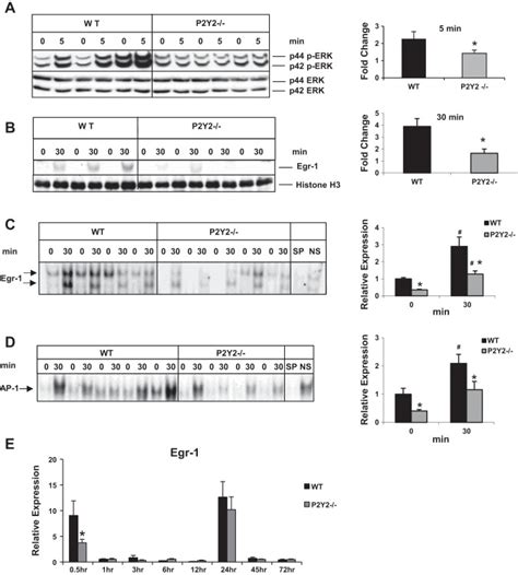 P2y2 Purinergic Receptor Activation Is Essential For Efficient