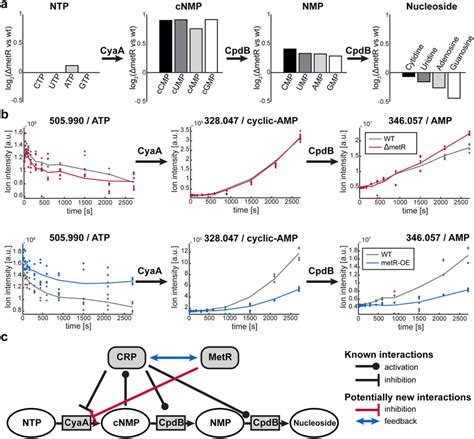 Identification Of Novel Regulatory Events In Nucleotide Metabolism