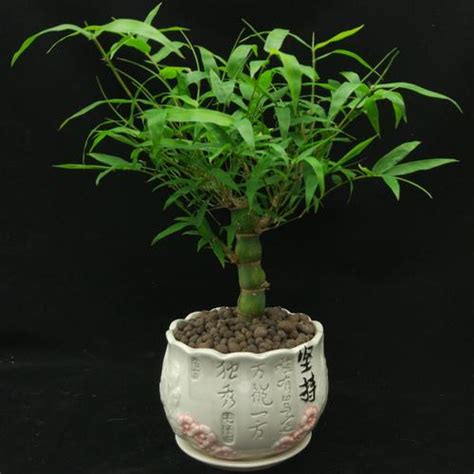 水养罗汉竹图片罗汉竹图片大全大图大山谷图库