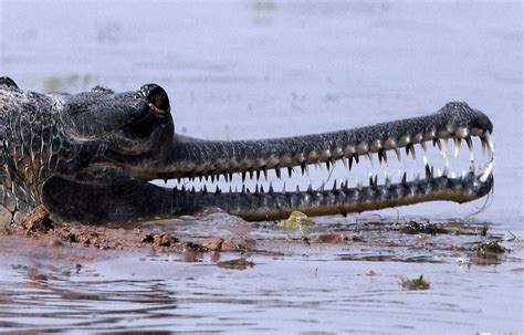 Batrachians And Reptilesmarie France Grenouillet Wildlife Photographer