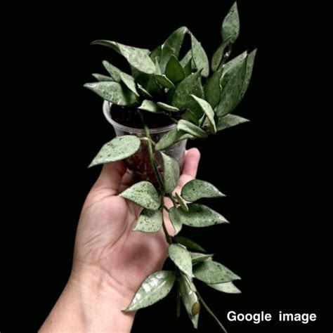 Hoya Coriacea Silver Medium Pre Order July091 Fuzzy Roots