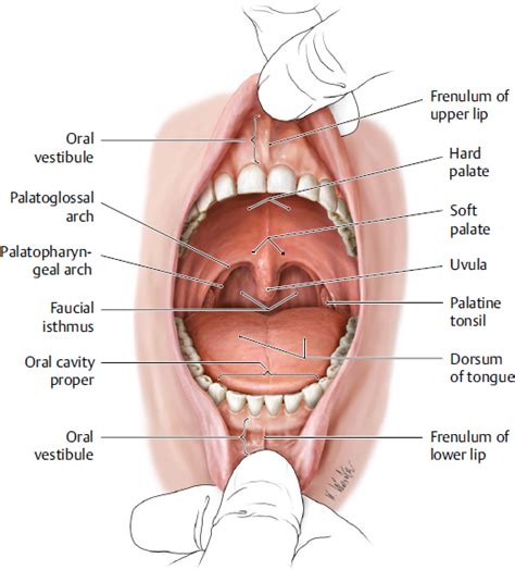 Medical Term For Frenulum Of Lower Lip At Greta Pickard Blog