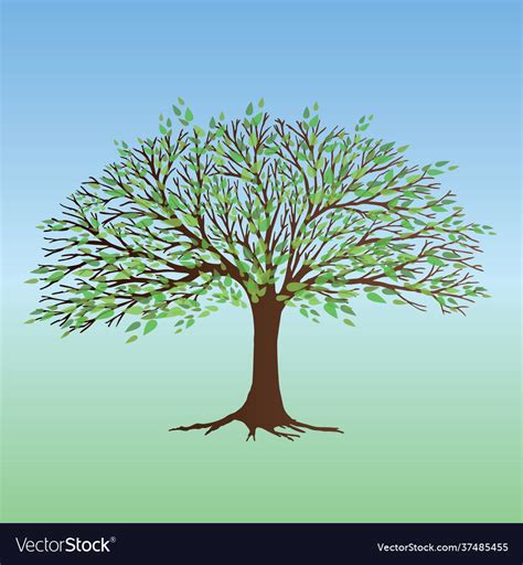 Broad Leaf Tree Royalty Free Vector Image Vectorstock