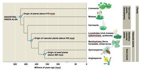 Bio Lecture 8 Diagram Quizlet