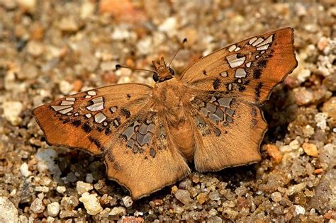 Tawny Angle Moth In Thailand And India