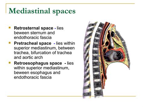 Thoracic Cavity Lecture Engl Ppt