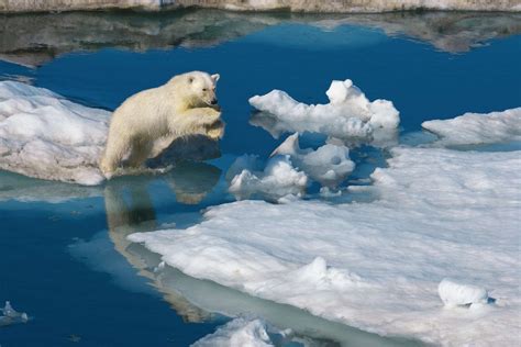 Polar Bears Paul Nicklen