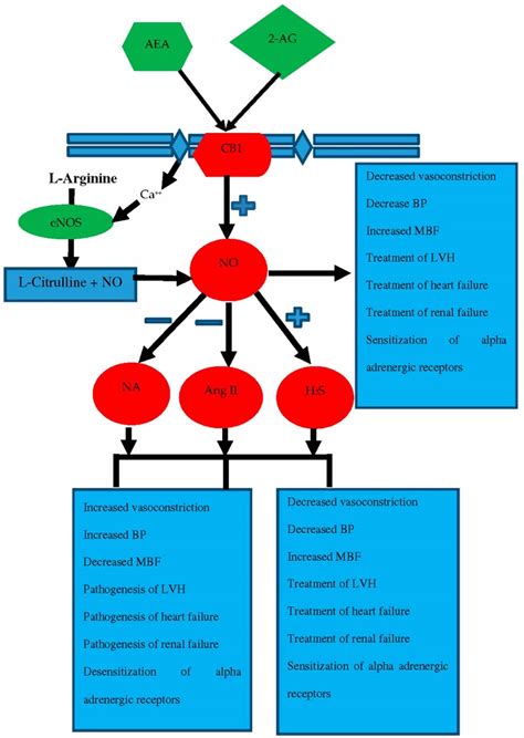 Nitric Oxide What Does Nitric Oxide Do Nitric Oxide Supplements