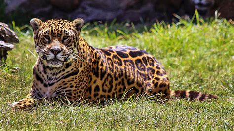 Declararon El 29 De Noviembre Como El Día Mundial Del Yaguareté Infobae