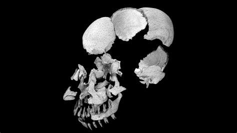 Human Skeleton Set Complete Separable Labelled Bone Names Parts 3d