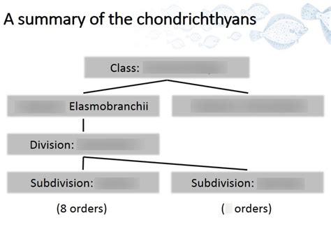 Diagram Of Chondrichthyans Quizlet