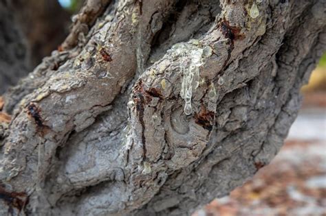 Premium Photo Mastic Gum Resin Flows From The Mastic Tree Chios Island Greece