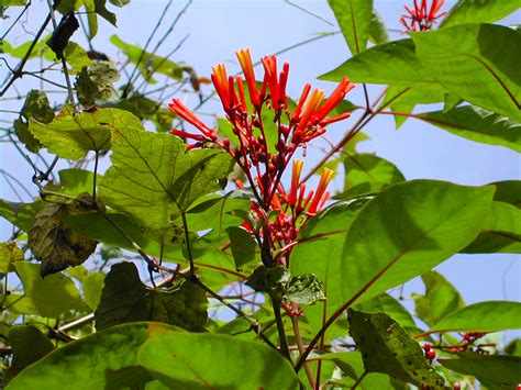 Florida Leaf Identification