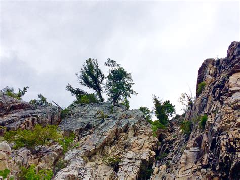 Gnarly Old Trees Limber And Whitebark Pine Wildsight