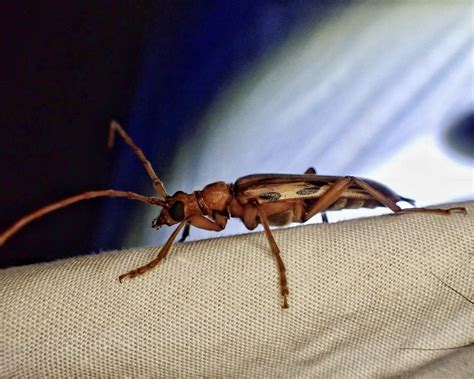 Cerambycidae Longhorn Beetles 10000 Things Of The Pacific Northwest