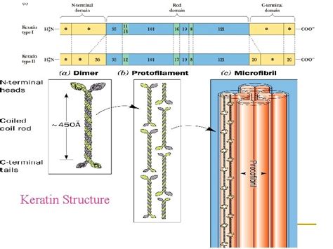 Amino Acids And Proteins Rahman Mahdizadeh Faculty Member
