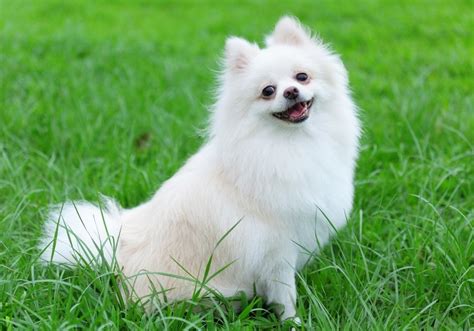 25 White Fluffy Dog Breeds Youll Love Big And Small Puplore