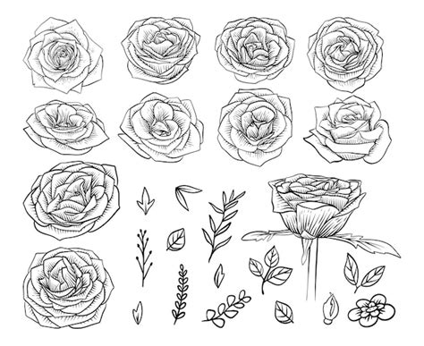 Premium Vector Hand Drawn Rose Flower Line Art Clip Art