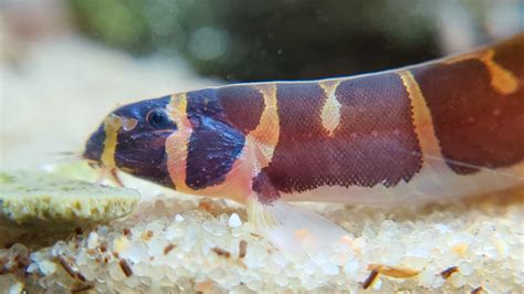 Kuhli Loach Care Guide — Custom Freshwater Aquariums And Maintenance