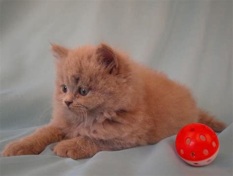 Blh Kitten Highlander Kitten Mit Stammbaum 1a Elter Europa Champion