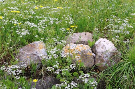 Galilee Beautiful Spring Grass Field Stock Image Image Of Spring