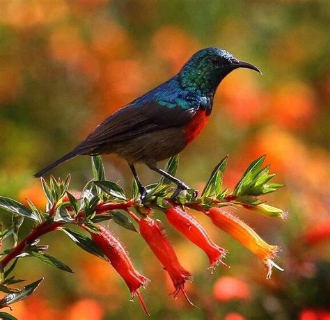 Nyungwe Forest National Park Congema Safaris