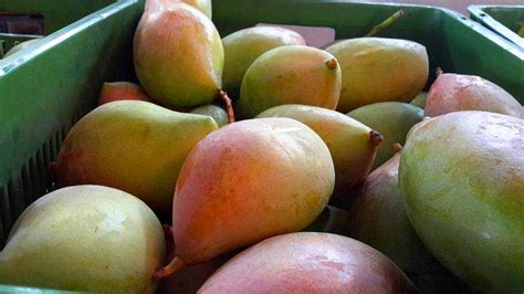 55 Different Types Of Mangoes Best Mango Varieties In The 46 Off