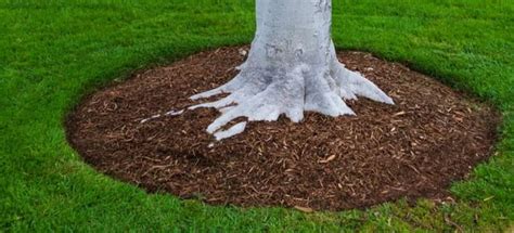 How To Make A Mulch Tree Ring
