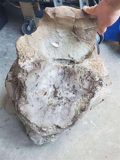 Dinosaur Sacrum Vertebra Fossil Id The Fossil Forum
