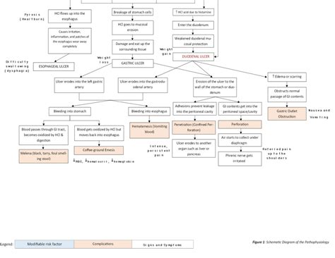 Solution Schematic Diagram And Narrative Pathophysiology Of Peptic