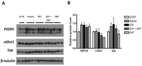 Synaptic Proteins Are Not Significantly Affected By 30 Min Of Treatment