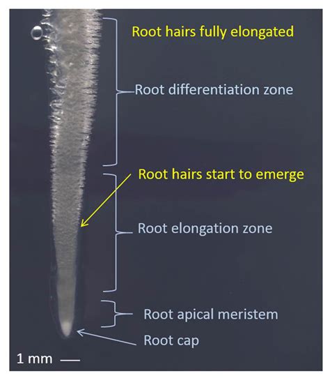 42 Soil Root Interface Plants In Action