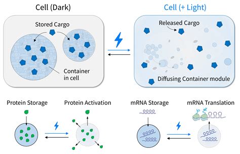 Optogenetic Platform Enables Spatiotemporal Control Of Protein And Mrna
