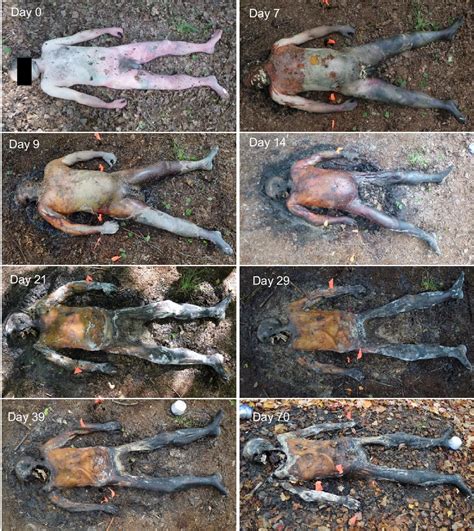 Decomposition Process At Rest Donor 1 During The Summer 2020 Day