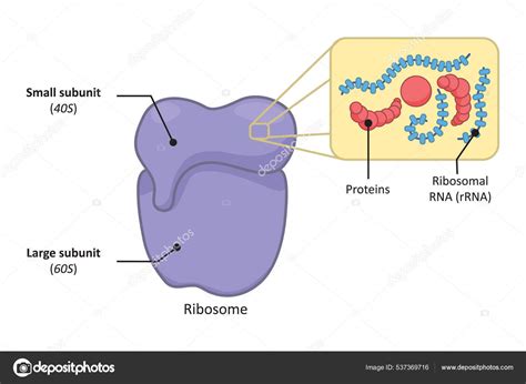 Simple Eukaryotic Cell
