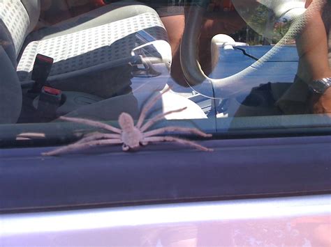 Giant Australian Spider Next To Car The Huntsman Giant Crab Spider