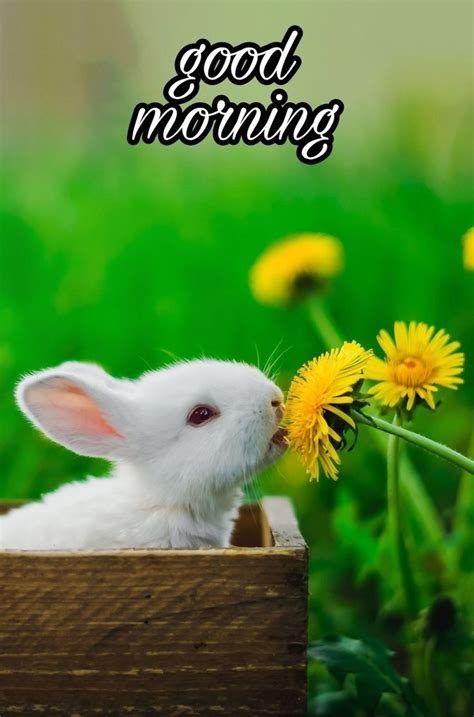 Good Morning Bunny