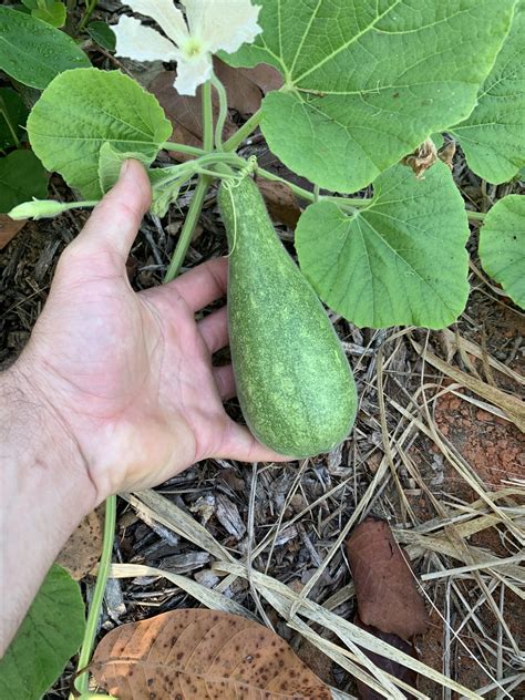 Mapudzi Edible Gourd Delicacy Cody Cove Farm And Nursery