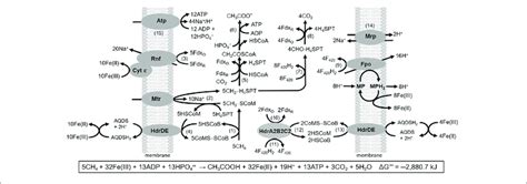 Pathway Proposed For Fe Iii Dependent Methane Oxidation And Download Scientific Diagram