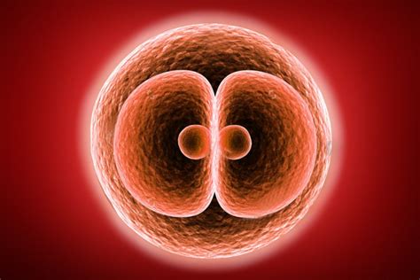 What Is A Zygote How It Forms And Becomes An Embryo 50 Off