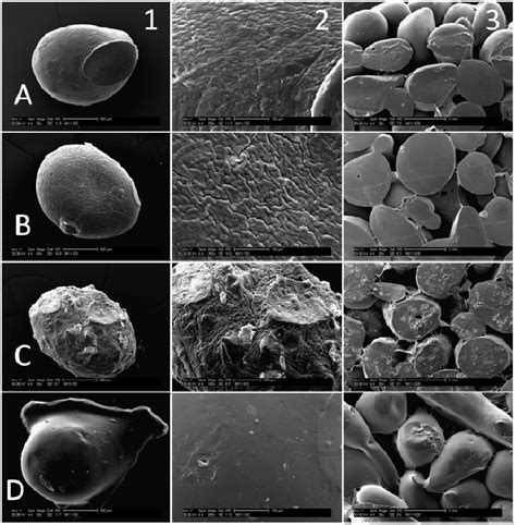 Sem Micrographs Of Air Dried 80 Dda Microspheres And Scaffolds A