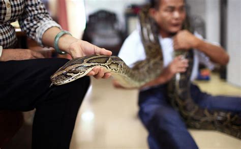 My Best Mates A Snake Chinese Mans Massages And Regular Strolls With