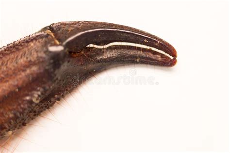 Scorpion Is A Detachment Of Arthropods From The Class Arachnida View