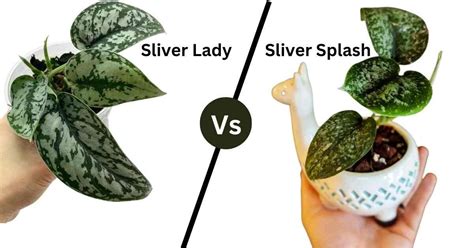 Scindapsus Silver Lady Ultimate Guide To Care And Propagation