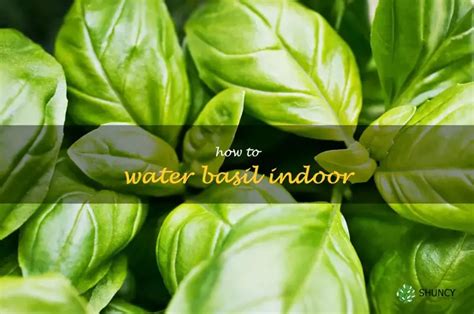 Indoor Herb Gardening A Step By Step Guide To Watering Basil Shuncy