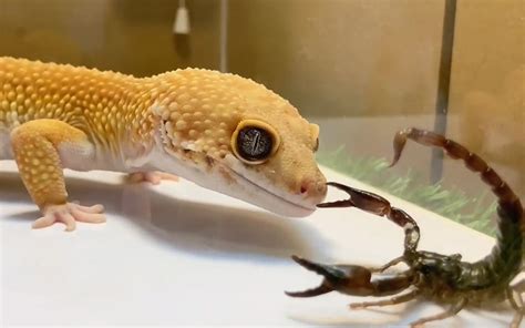 没想到吧~又萌又猛的守宫 哔哩哔哩