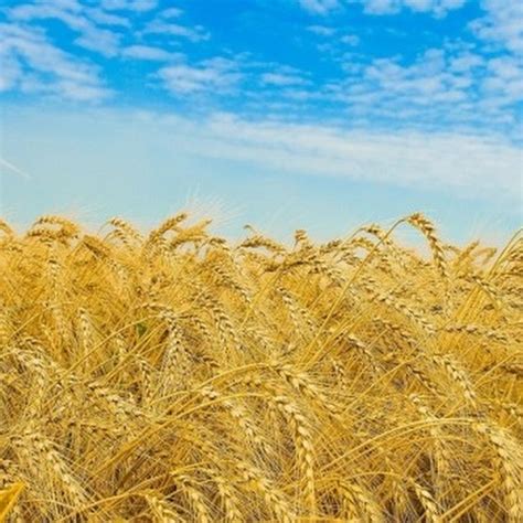 Andrey Berdnik Youtube