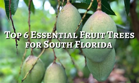 Top 6 Essential Fruit Trees For South Florida Incredible Edible