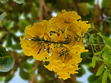 Premium Photo Tipuana Tipu Tipuana Speciosa Machaerium Tipu Machaerium Fertile Pride Of